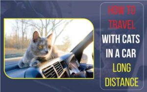 How to Travel with Cats in a Car Long Distance | Fact You should Know ...